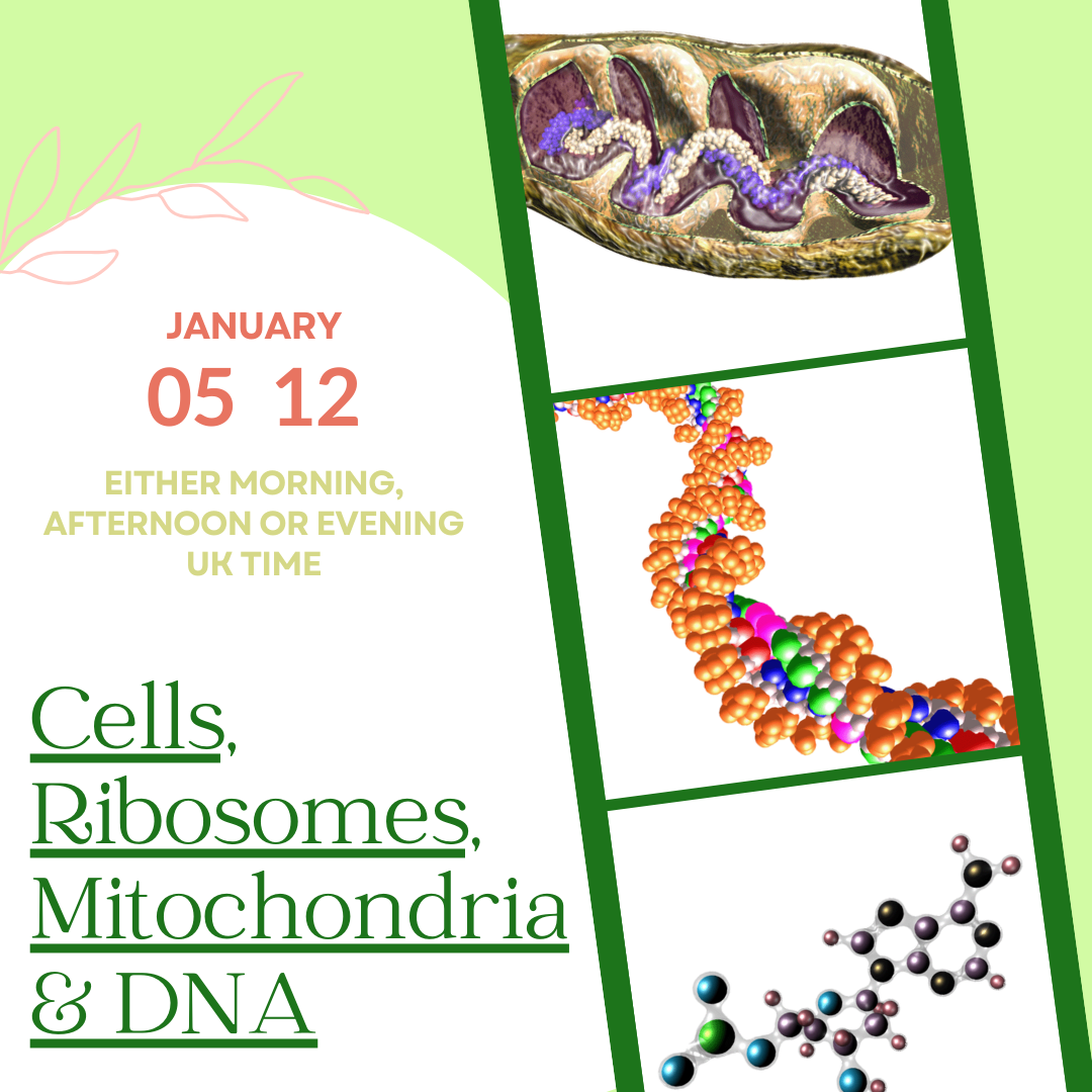 2.3 Cells, Ribosomes, Mitochondria & DNA